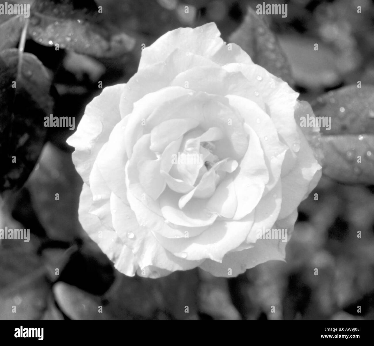 Elegance in rose Black and White Stock Photos & Images - Alamy