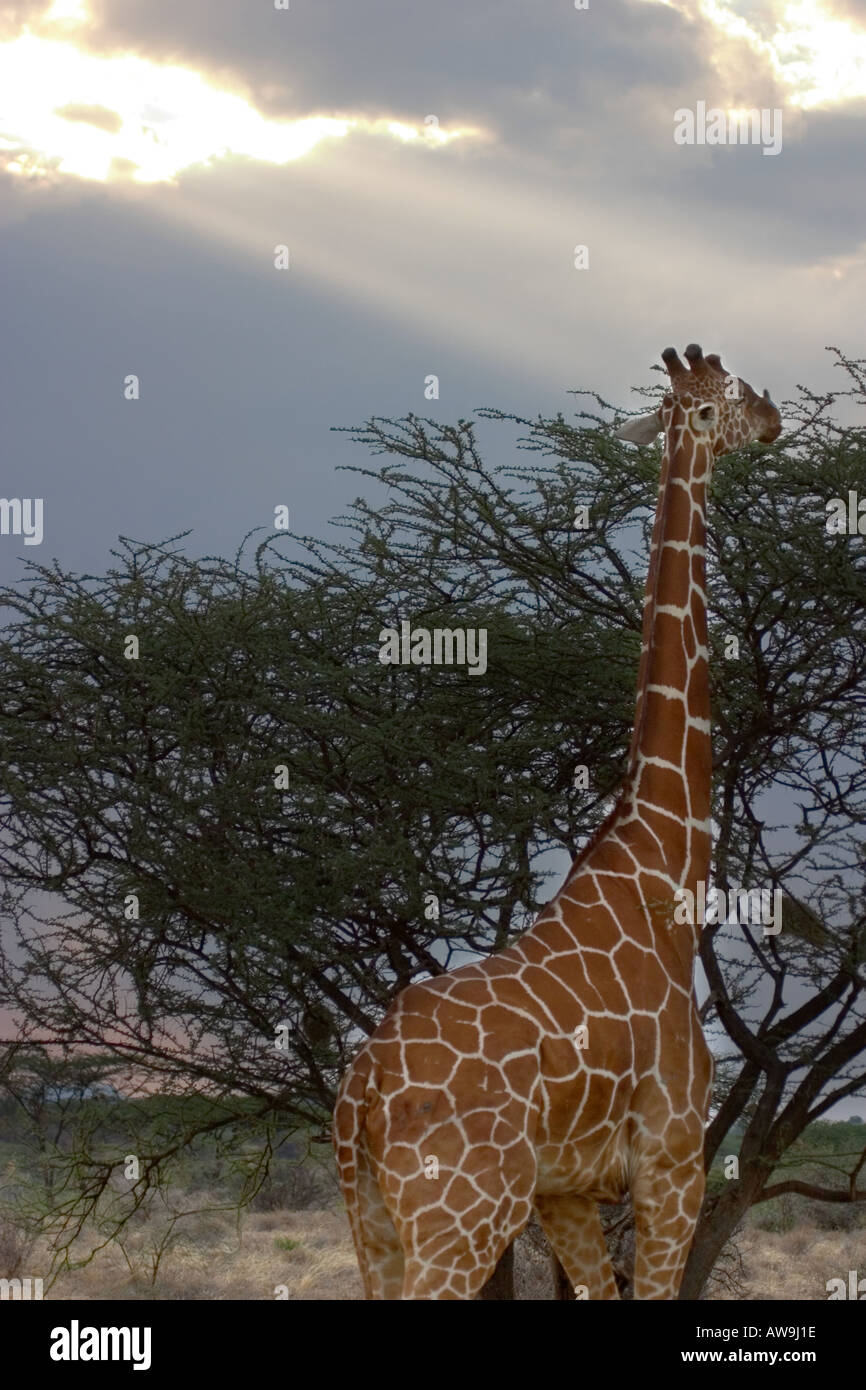 Masai giraffe neck leaf hi-res stock photography and images - Alamy