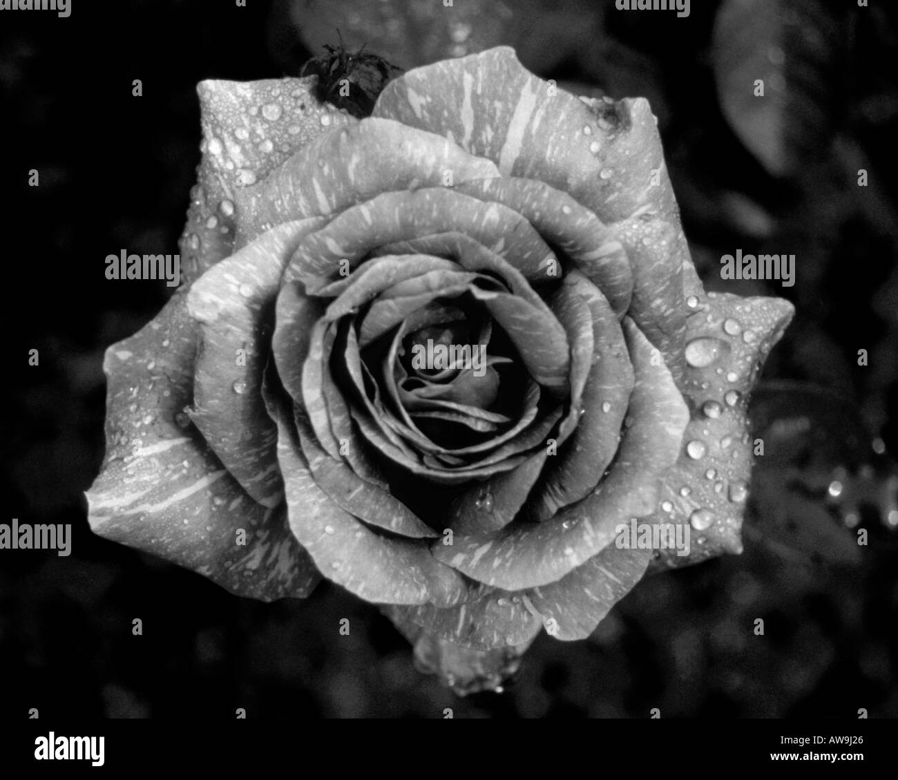 Single blooming rose in Black and White Stock Photos & Images - Alamy