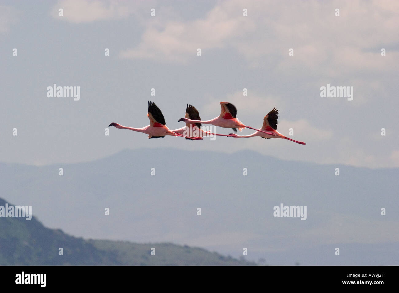 Lesser flamingo flying one hi-res stock photography and images - Alamy