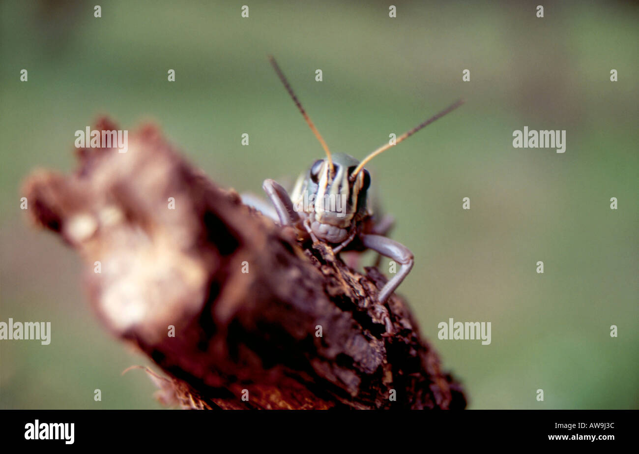 Mexican grass hopper Stock Photo - Alamy