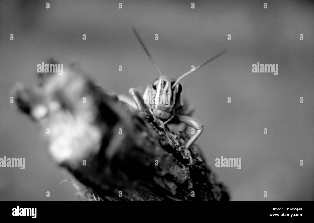 Mexican grass hopper Stock Photo - Alamy