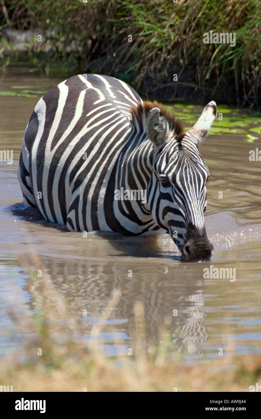 A Zebra crossing a river in the Maasai Mara Stock Photo - Alamy