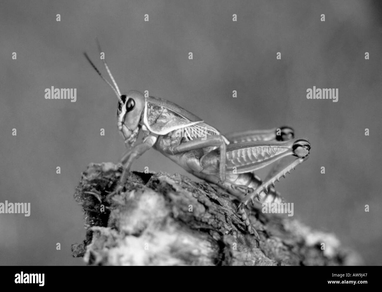 Hopper insect Black and White Stock Photos & Images - Alamy