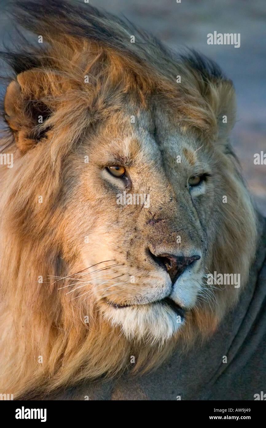 Lion with mane blowing in the wind hi-res stock photography and images ...