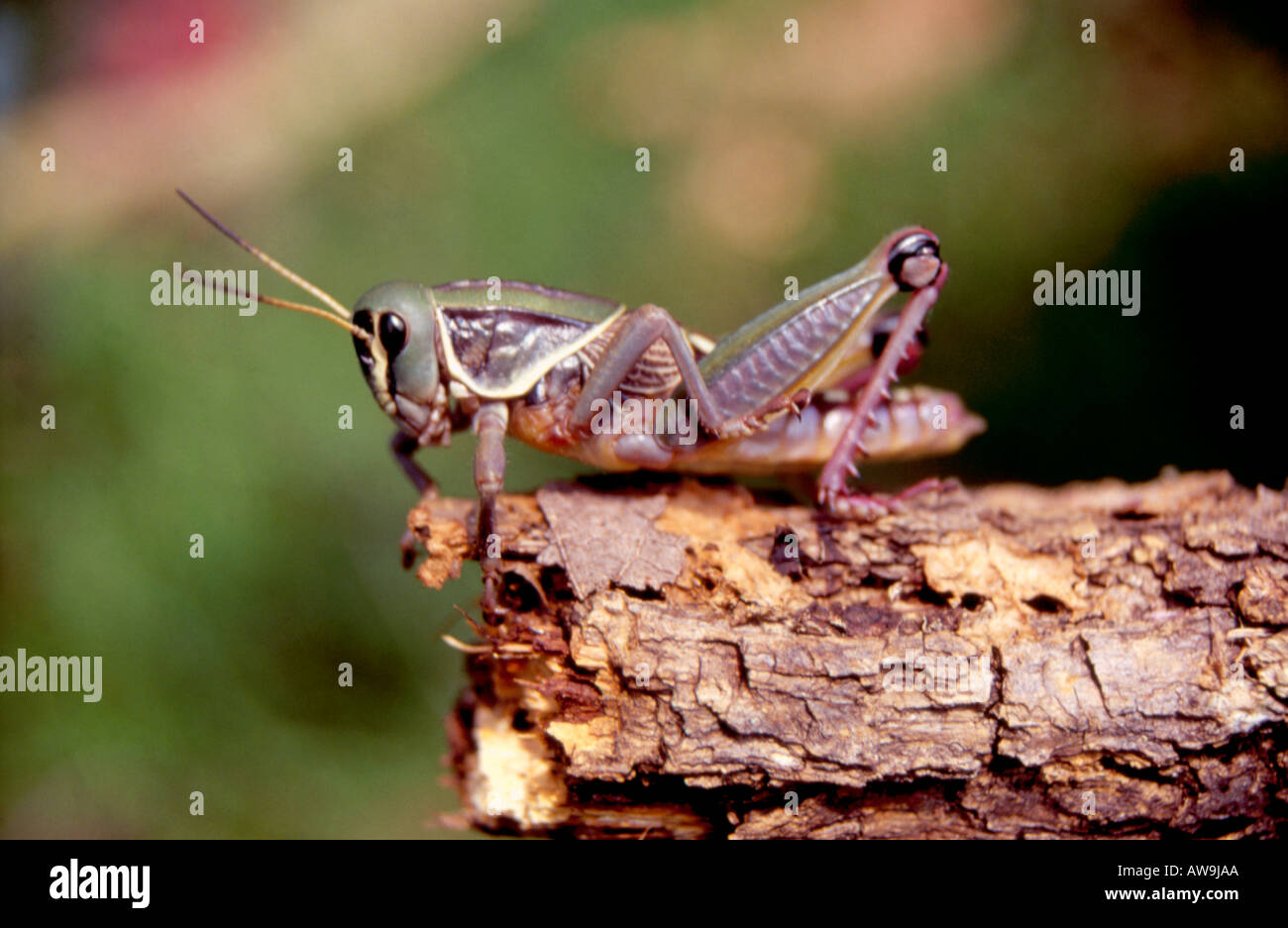 Mexican grass hopper Stock Photo - Alamy