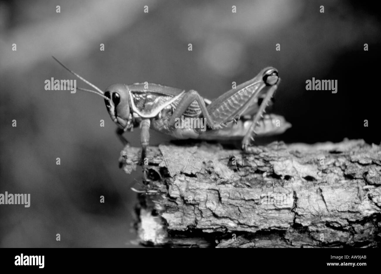 Mexican grass hopper Stock Photo - Alamy