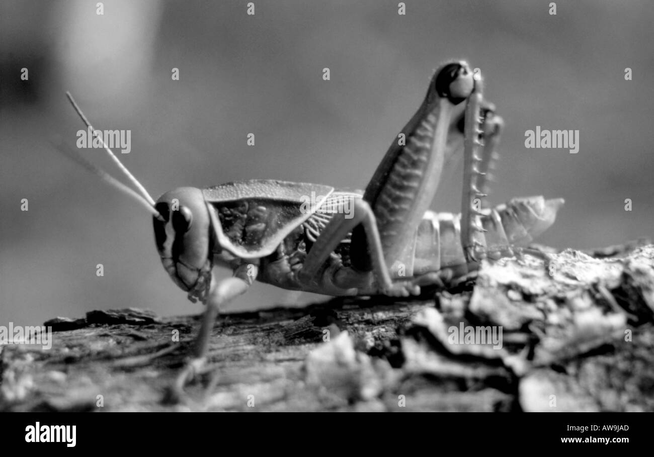 Hopper insect Black and White Stock Photos & Images - Alamy