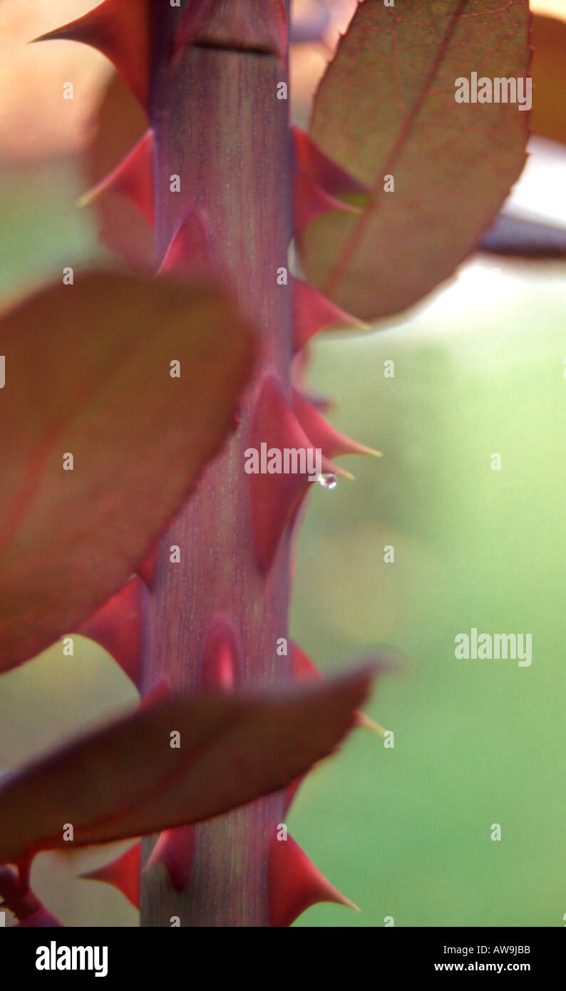 A thorned rose stalk with a drop of water Stock Photo - Alamy