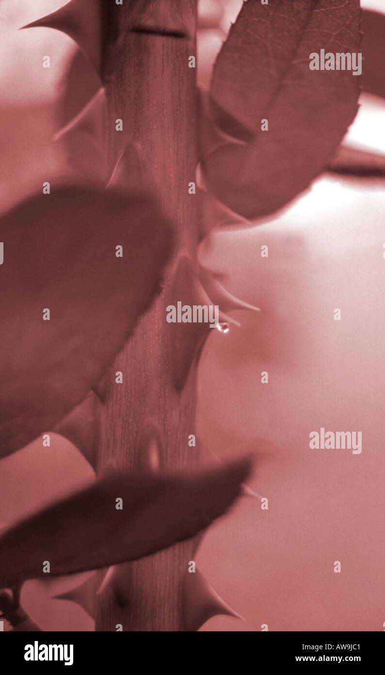 A thorned rose stalk with a drop of water Stock Photo - Alamy