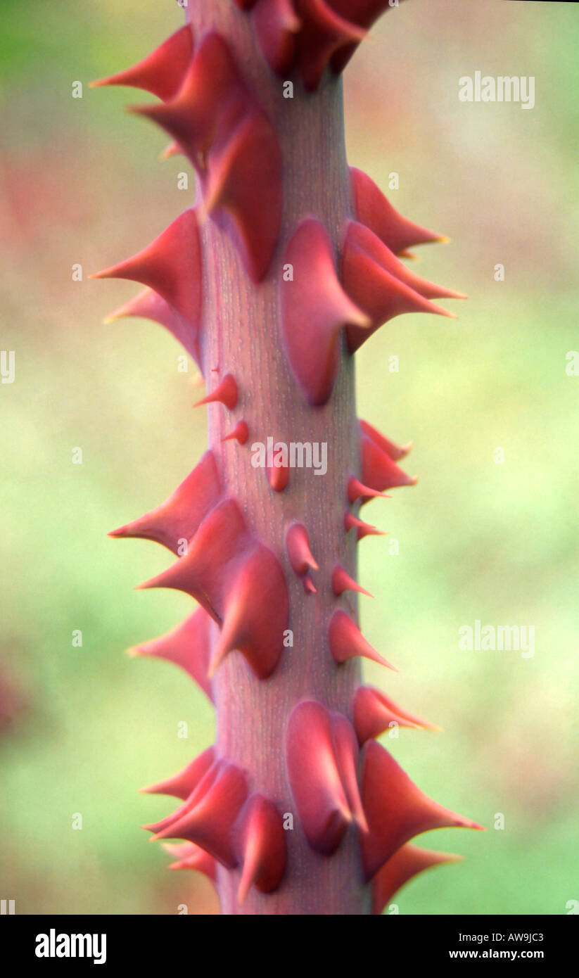 A thorned rose stalk Stock Photo - Alamy