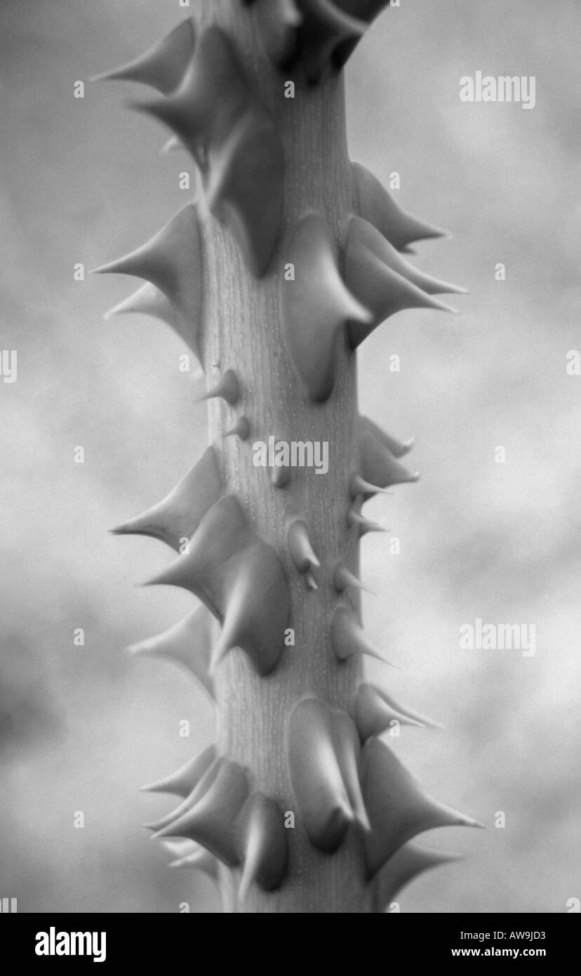 A thorned rose stalk Stock Photo - Alamy