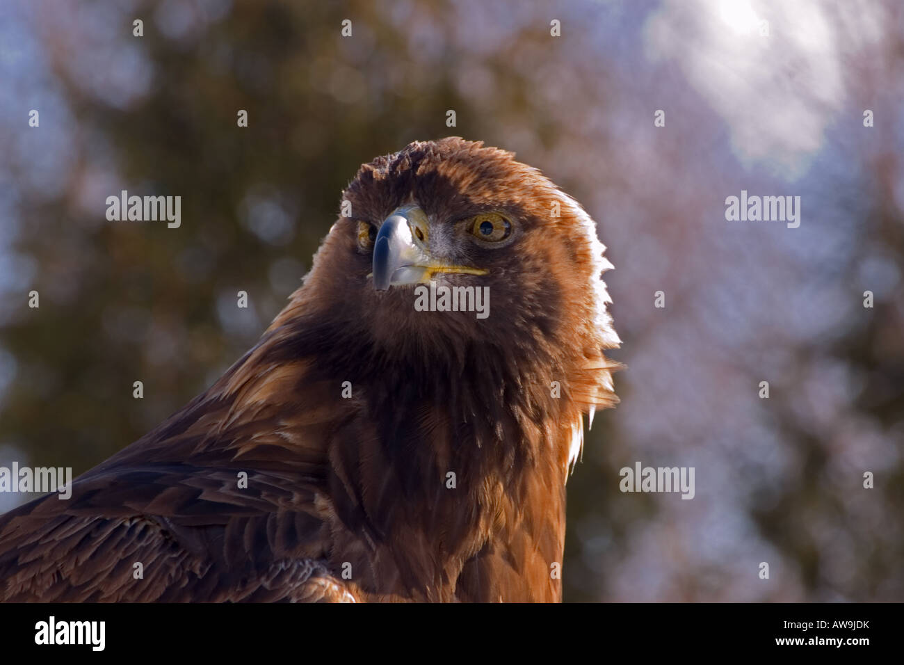A Golden Eagle Close-up Stock Photo - Alamy