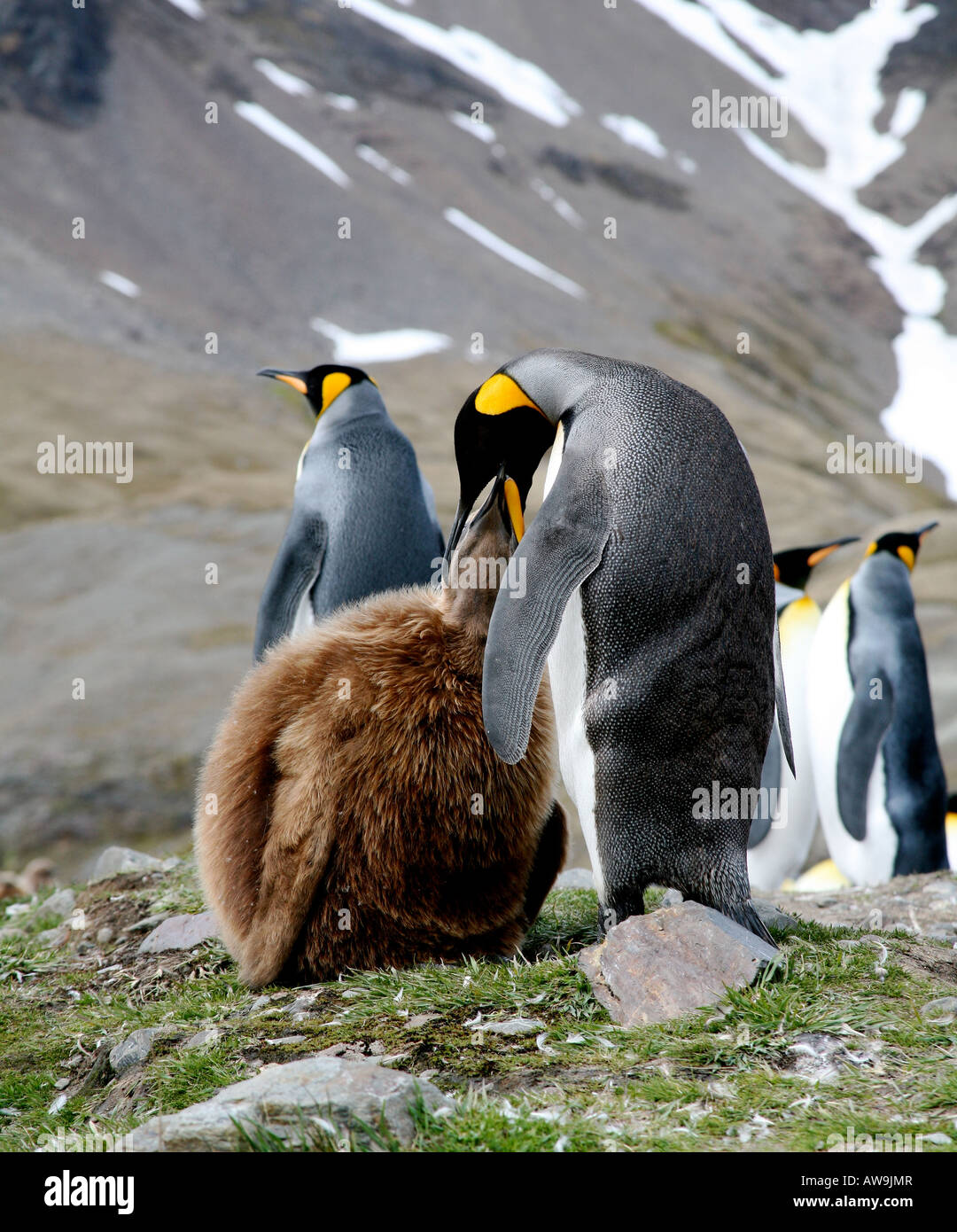 Penguins seals mountains grass south georgia hi-res stock photography ...