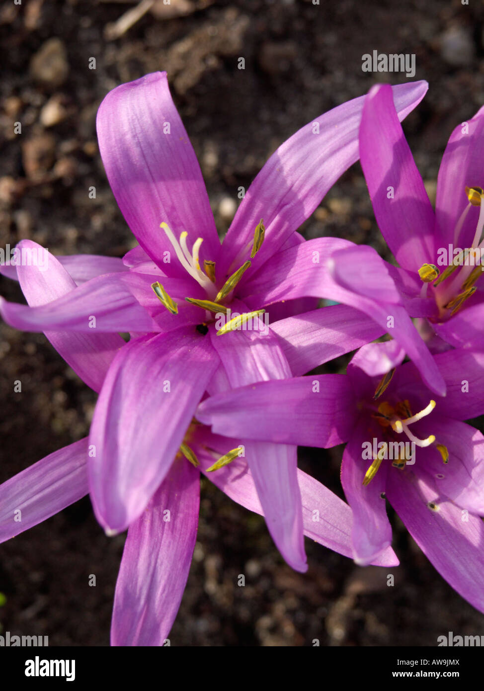 Meadow saffron hi-res stock photography and images - Alamy