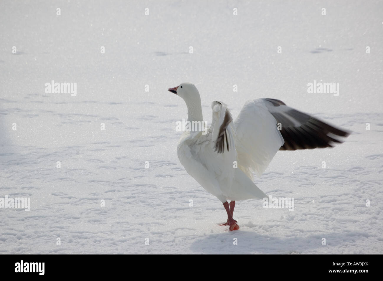 A Snow goose spreading its Wings Stock Photo - Alamy