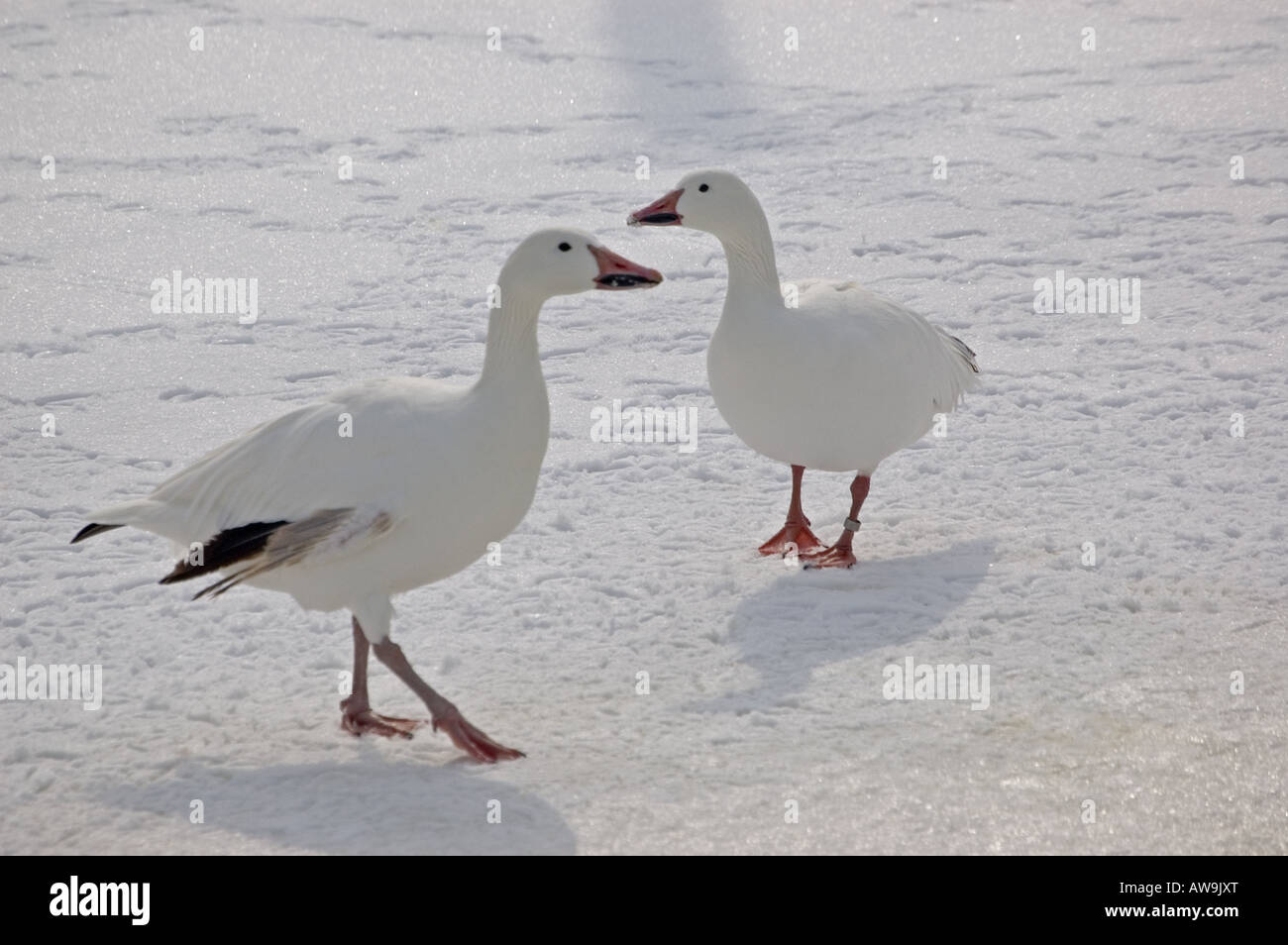 A pair of Snow Geese Stock Photo - Alamy