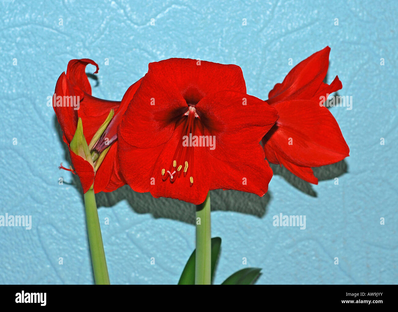 Amaryllis red lion hi-res stock photography and images - Alamy