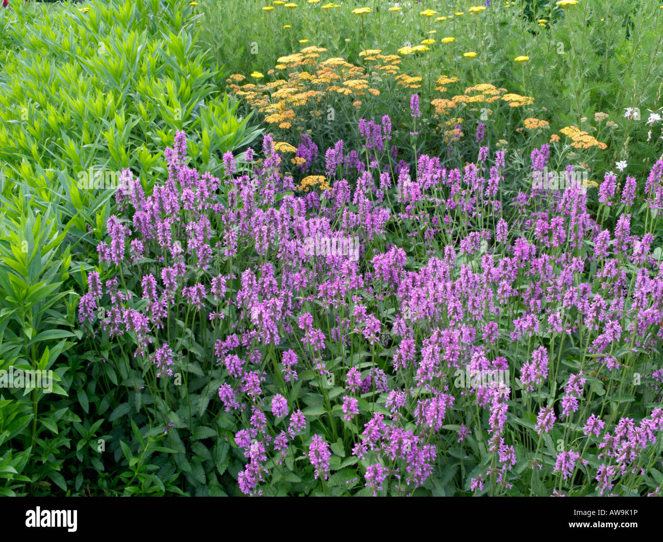 Wood betony (Betonica officinalis syn. Stachys officinalis) and common ...