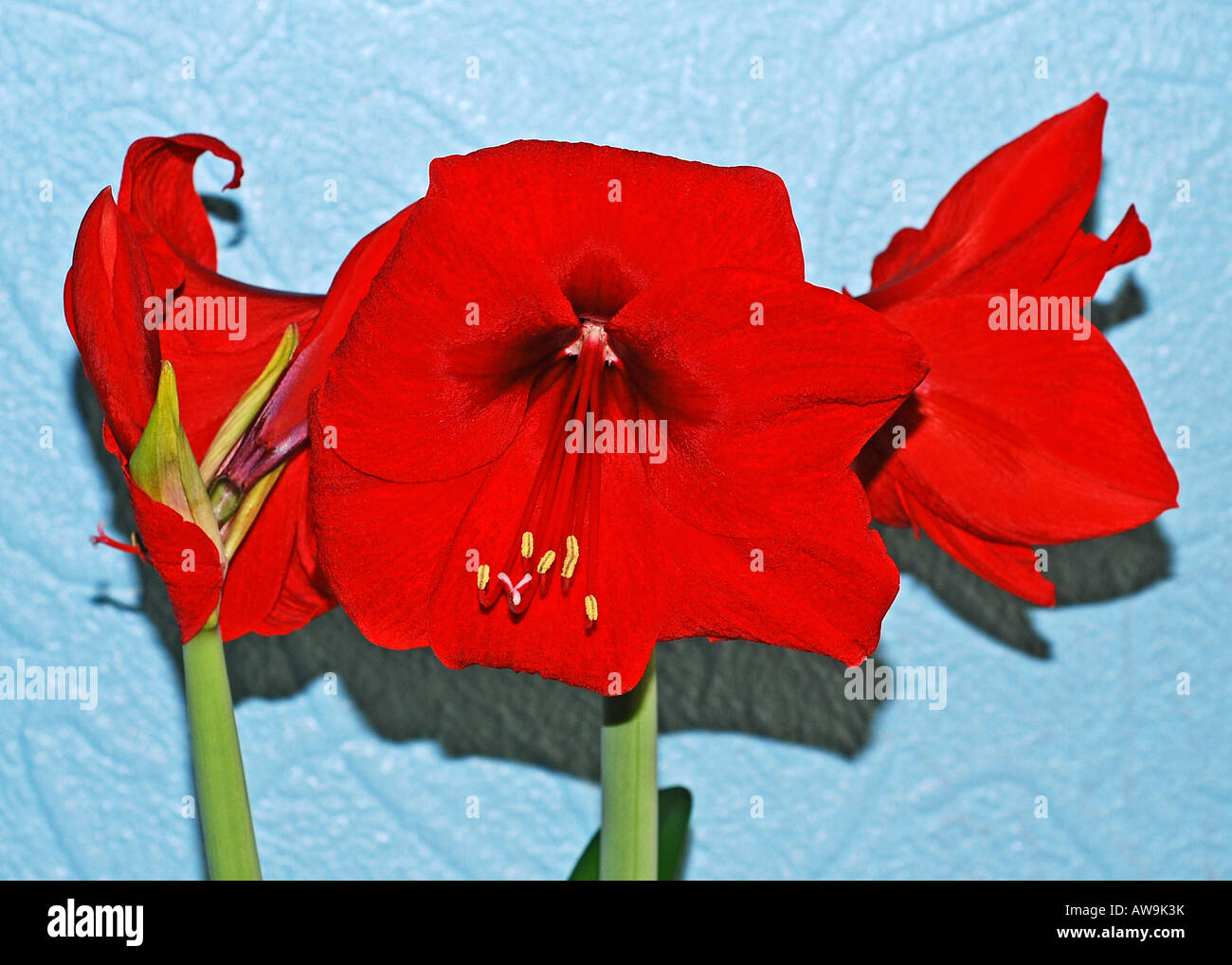 Hippeastrum 'Red Lion' Stock Photo - Alamy