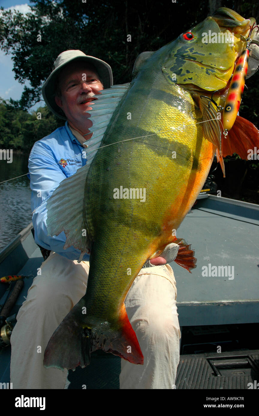 An angler admires a giant peacock bass caught on clown-pattern topwater ...