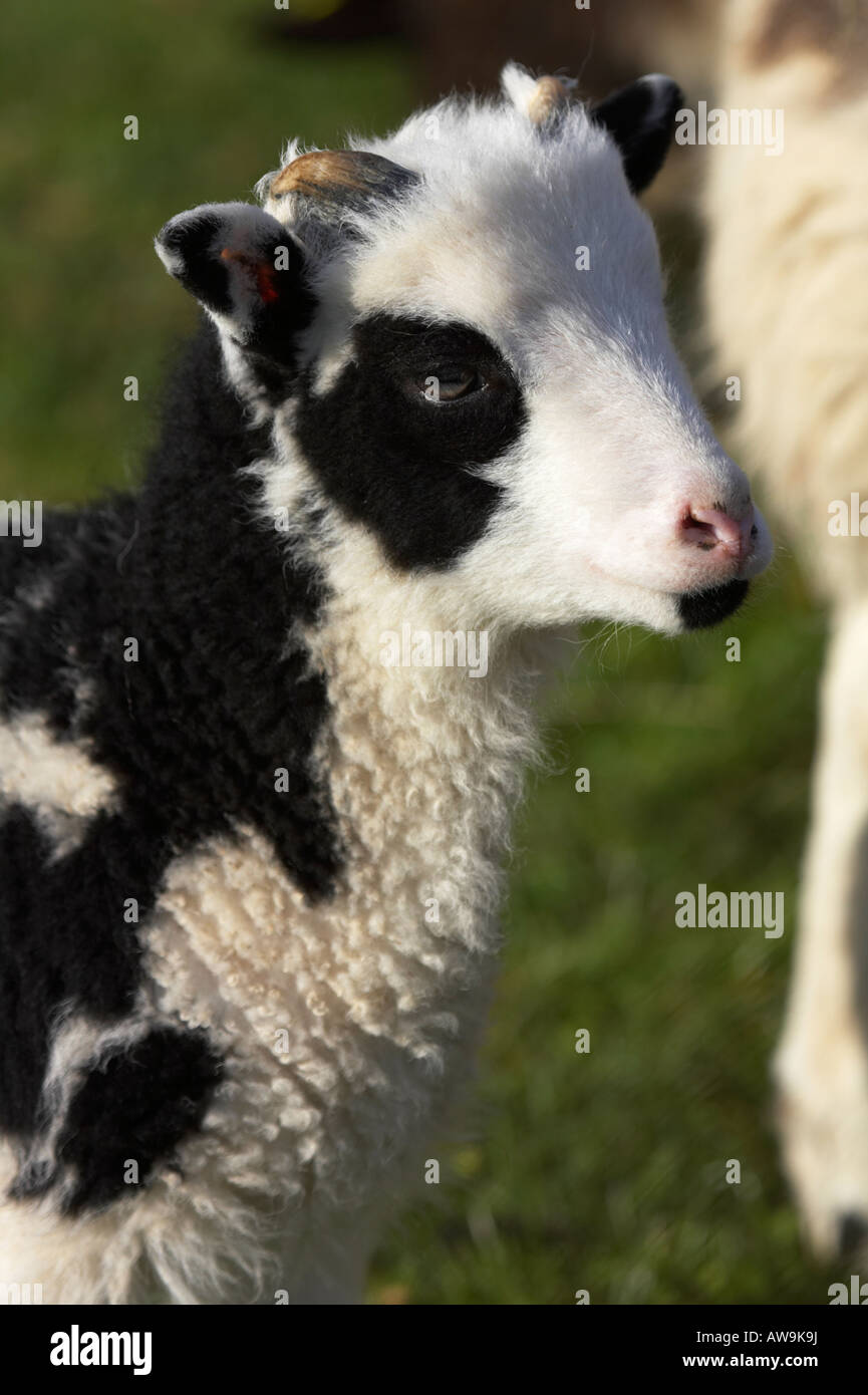 Jacob breed lamb hi-res stock photography and images - Alamy