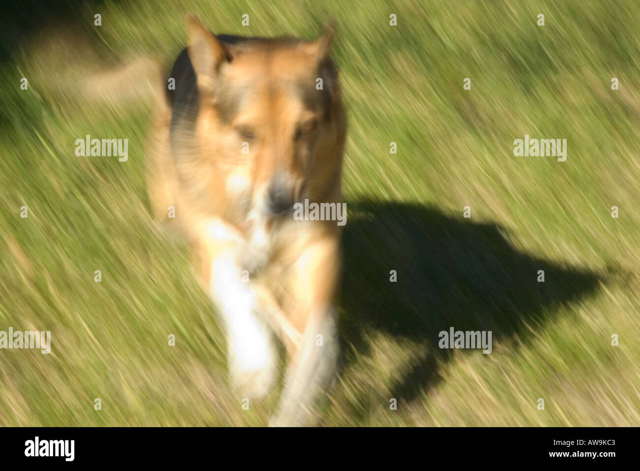 Panning green grass hi-res stock photography and images - Alamy
