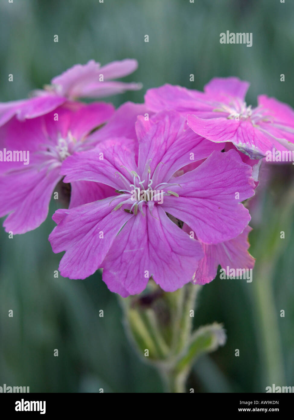 Flower of jove (Lychnis flos-jovis syn. Silene flos-jovis Stock Photo ...