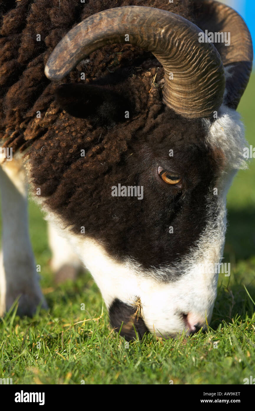 Jacob sheep lamb hi-res stock photography and images - Alamy