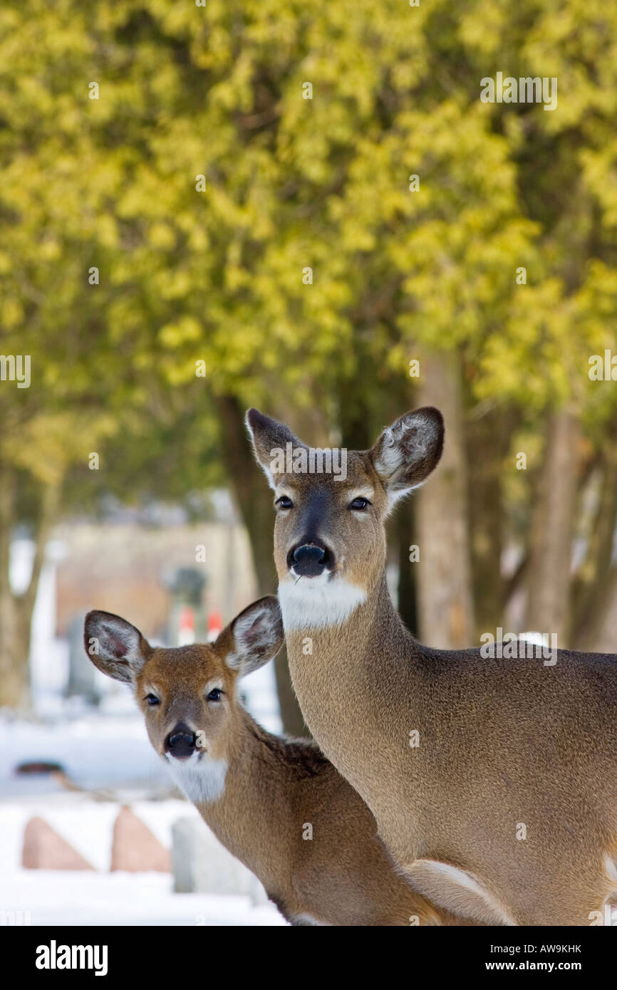 Roe hi res hi-res stock photography and images - Alamy