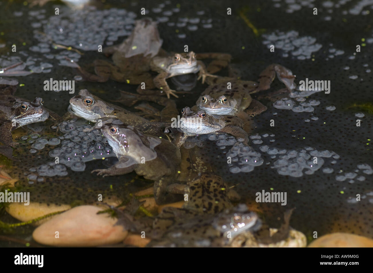 Frogs mating hi-res stock photography and images - Alamy