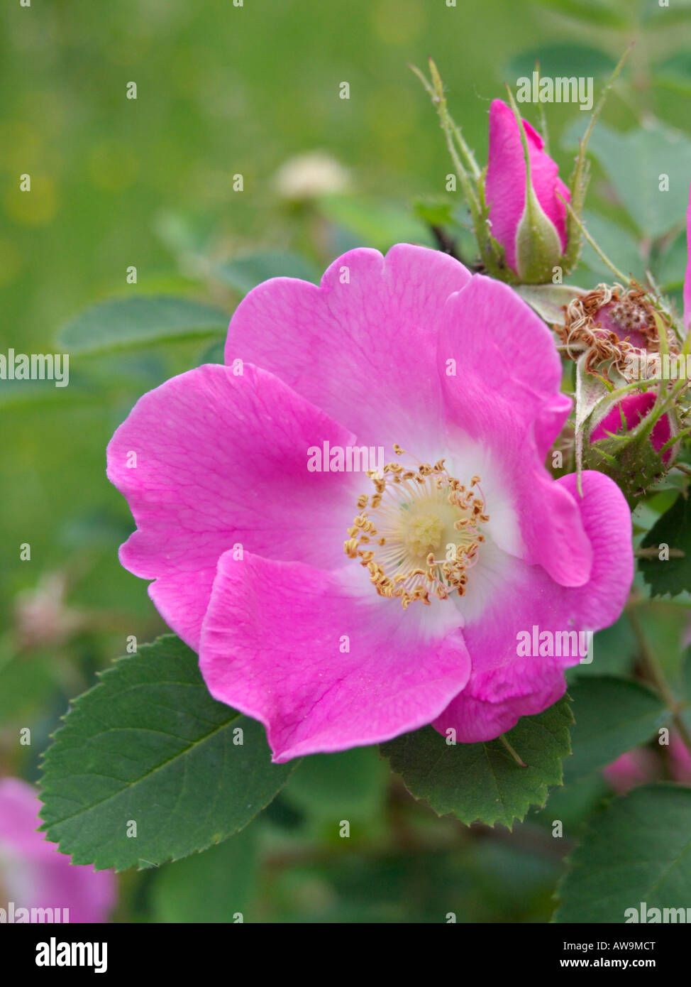 Nootka rose (Rosa nutkana Stock Photo - Alamy