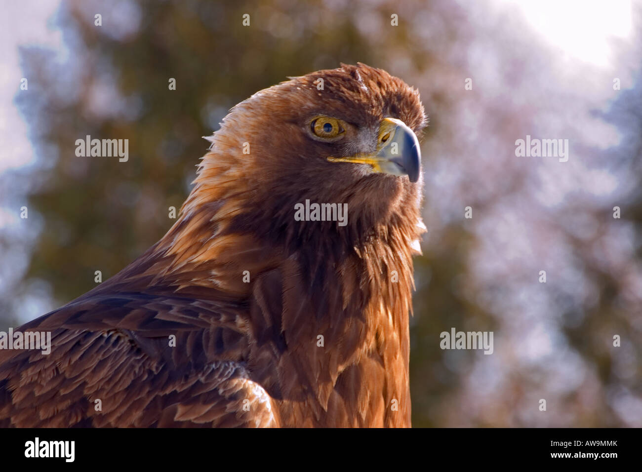 A Golden Eagle Close-up Stock Photo - Alamy