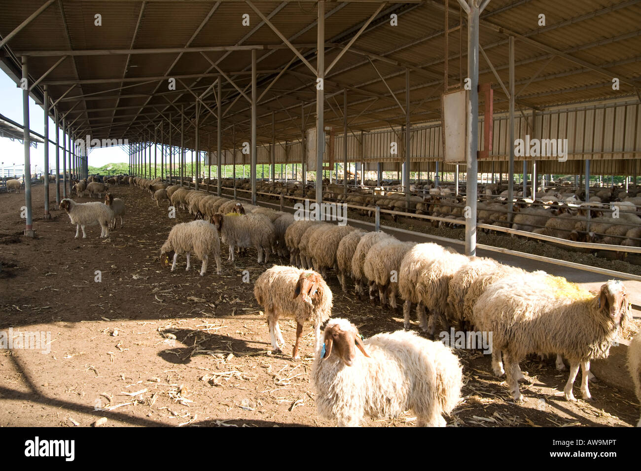 Israel Sheep dairy farm Stock Photo - Alamy