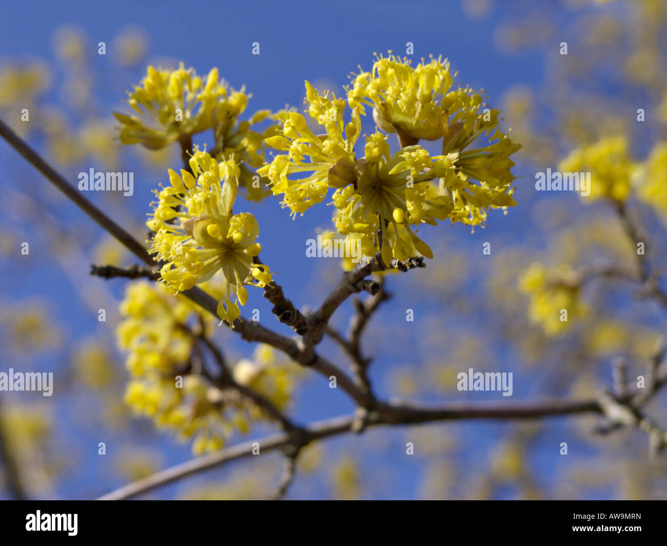 Cornelian cherry (Cornus mas Stock Photo - Alamy