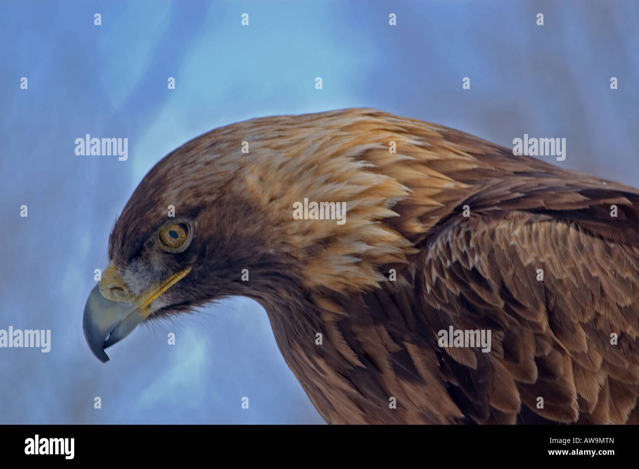 A Golden Eagle Close-up Stock Photo - Alamy