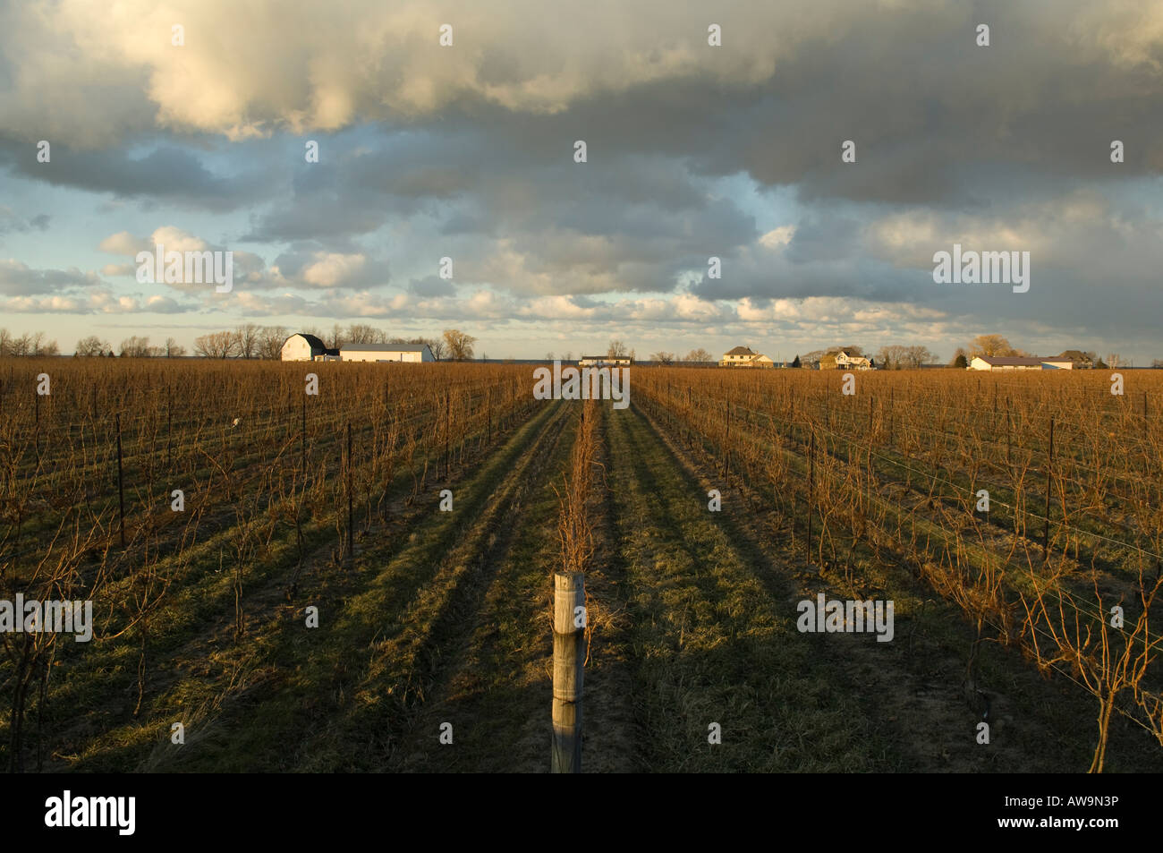 Beamsville ontario vineyard hi-res stock photography and images - Alamy
