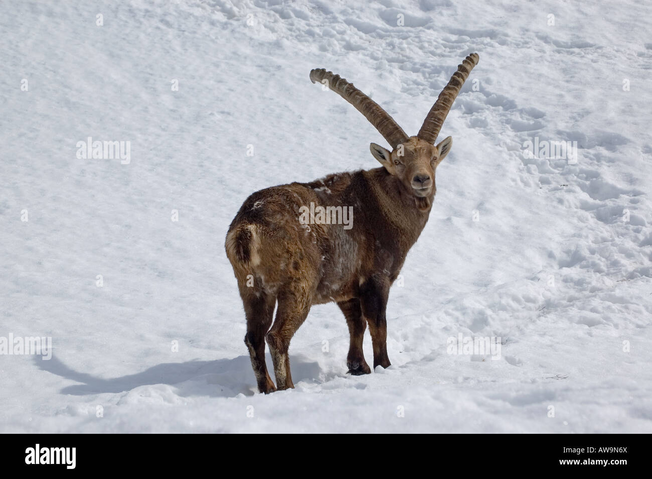 Canada ibex hi-res stock photography and images - Alamy