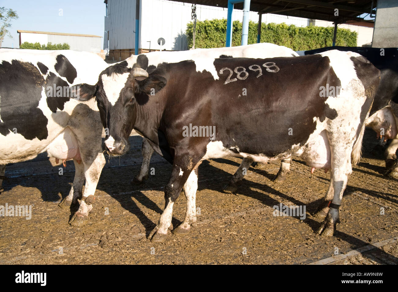 Israel cows in dairy farm the animals in a pen Stock Photo - Alamy