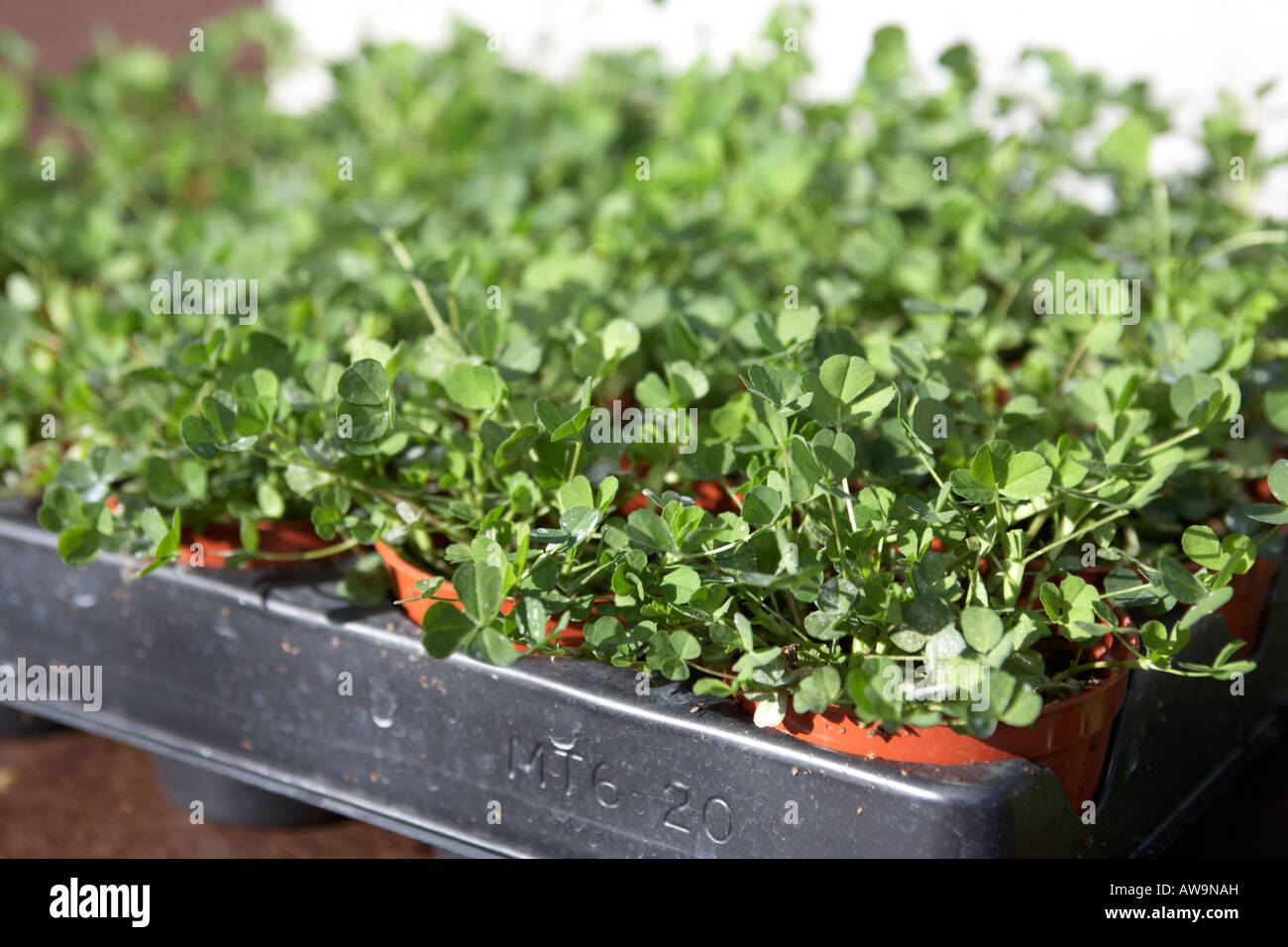 trays of potted shamrock plants ready to be packaged into bunches at ...