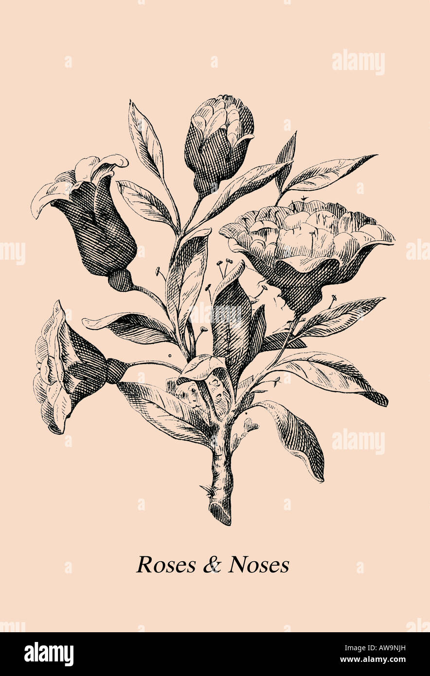 Roses & Noses Stock Photo - Alamy