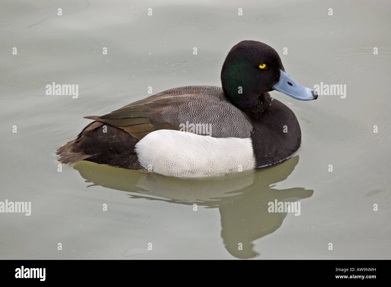 Scaup duck hi-res stock photography and images - Alamy