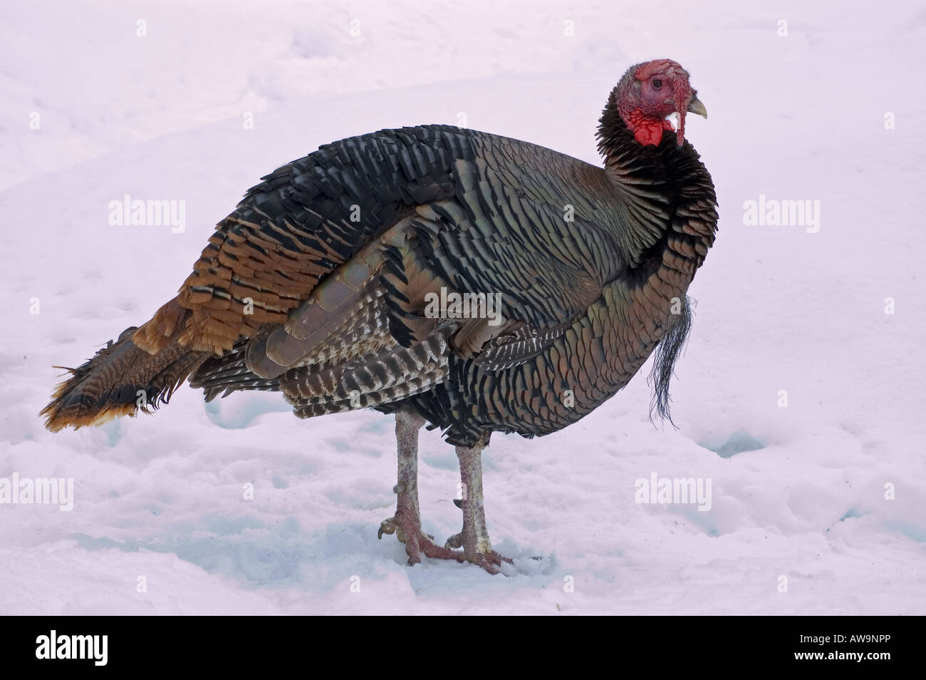 A Wild Tom Turkey Stock Photo - Alamy
