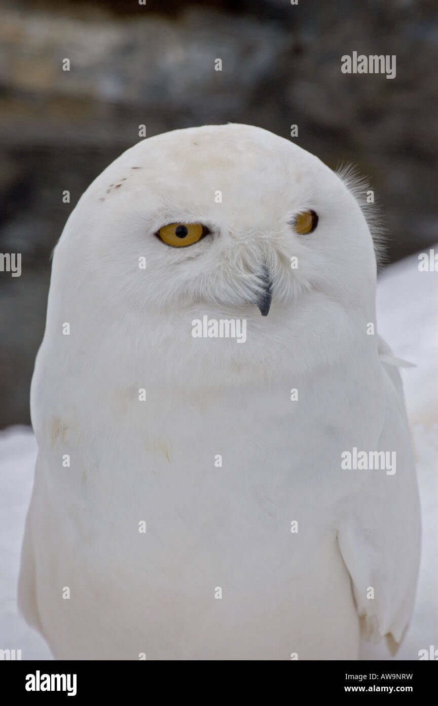 A Snowy Owl in winter Stock Photo - Alamy