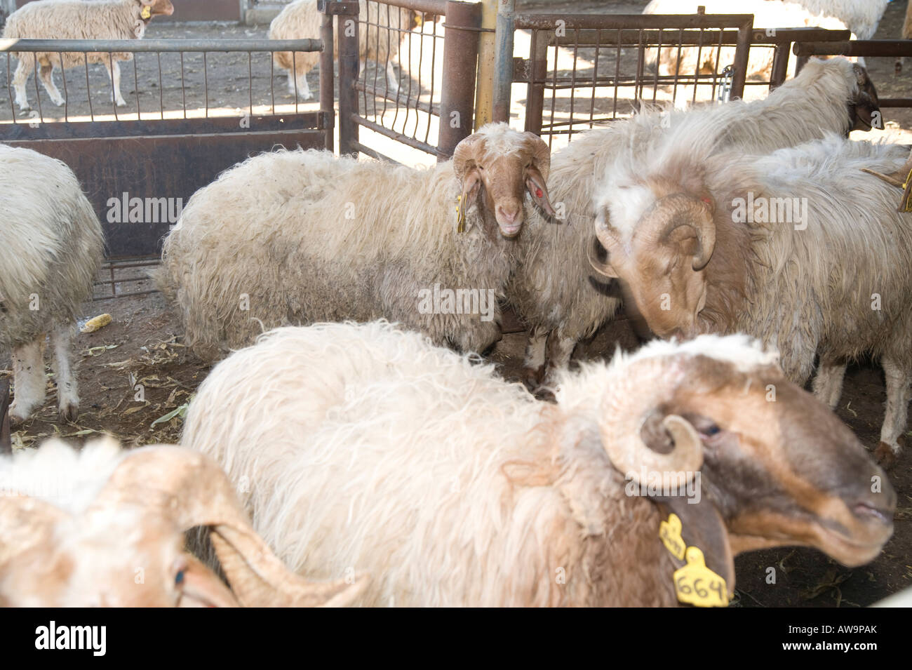 Dairyfarm hi-res stock photography and images - Alamy