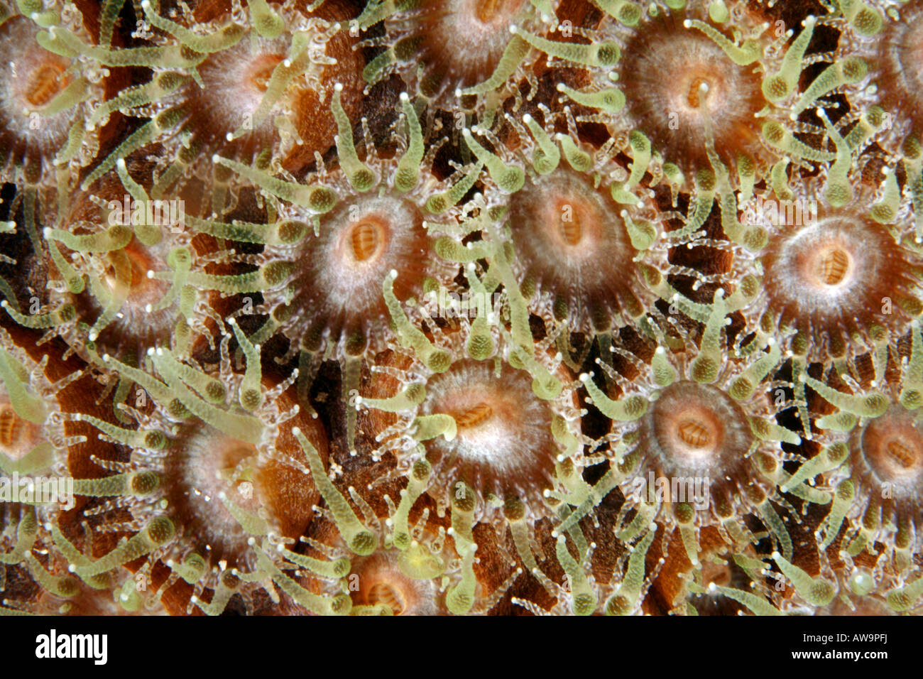 Smooth Flower Coral Eusmilia fastigiata extended polyps at night ...