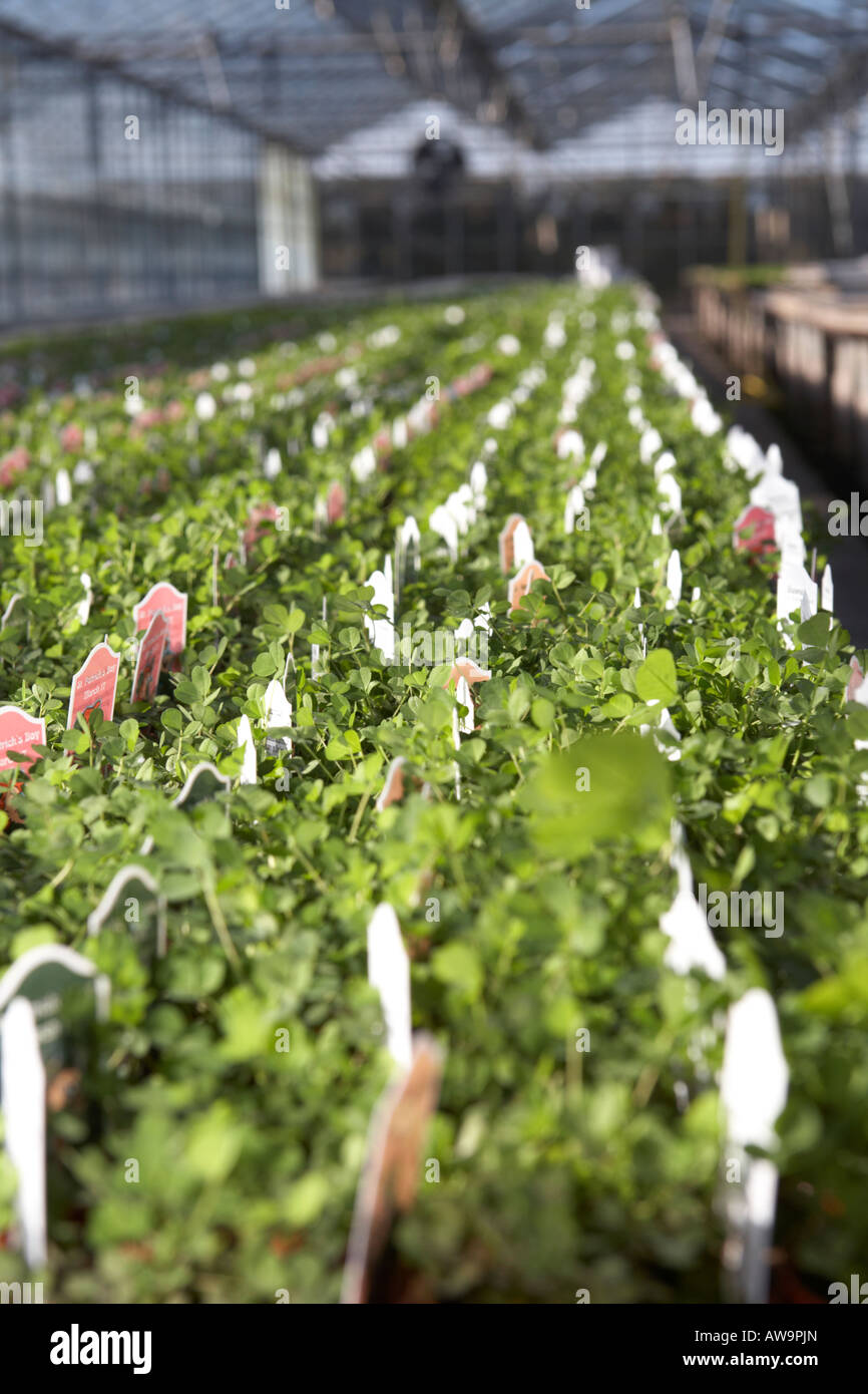 rows of potted shamrock plants ready for packing at hoop hill nurseries ...