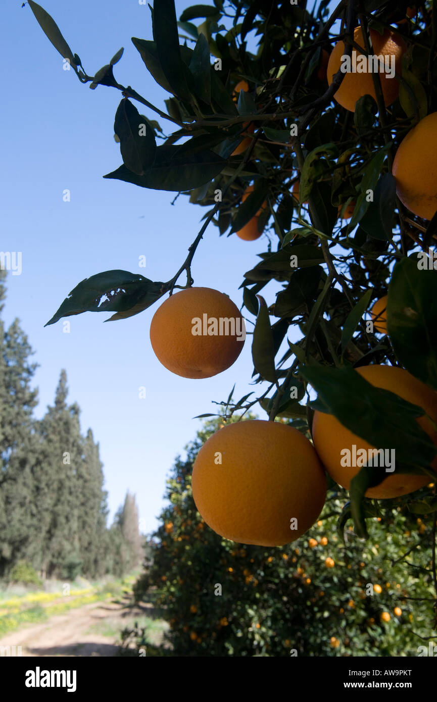 Israel Sharon district Citrus Grove oranges Stock Photo - Alamy