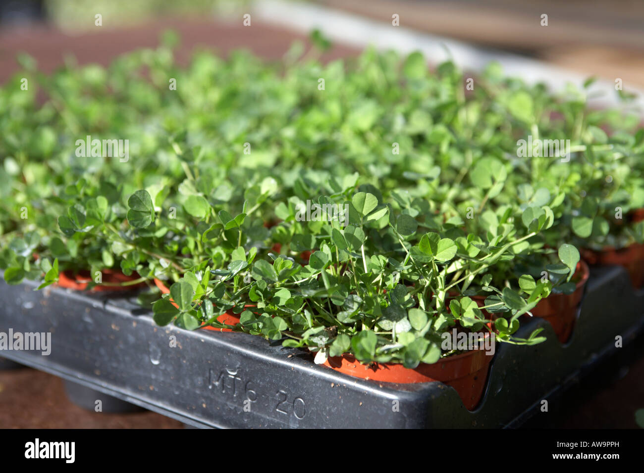 trays of potted shamrock plants ready to be packaged into bunches at ...
