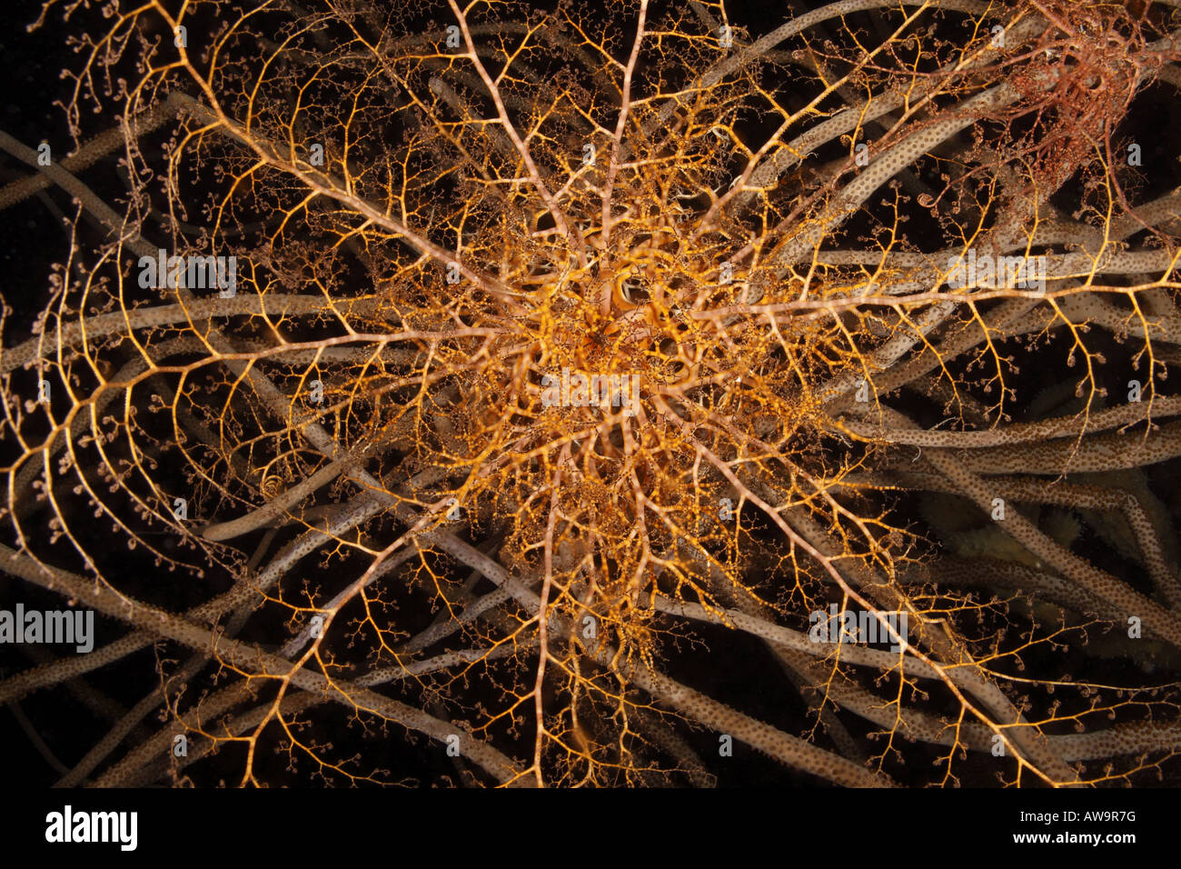 Basket star bonaire hi-res stock photography and images - Alamy